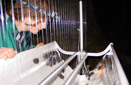 Long and short-tailed bat/pekapeka monitoring: National Predator ...