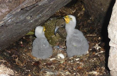 Kea monitoring: National Predator Control Programme
