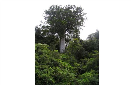 Square Kauri Tree: Coromandel Forest Park, Coromandel region