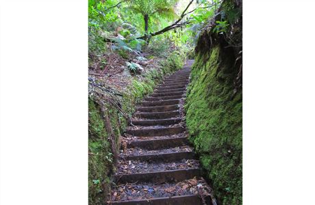 Square Kauri Tree: Coromandel Forest Park, Coromandel region