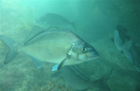 Te Tapuwae o Rongokako Marine Reserve: Gisborne area places to visit