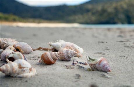 Māori Beach conservation campsite: Rakiura National Park, Southland region