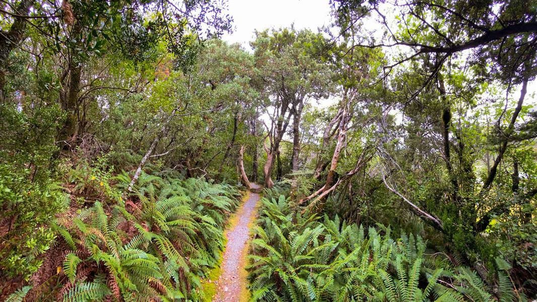 Bowen Bush Walk: Short walks in Aoraki/Mt Cook National Park