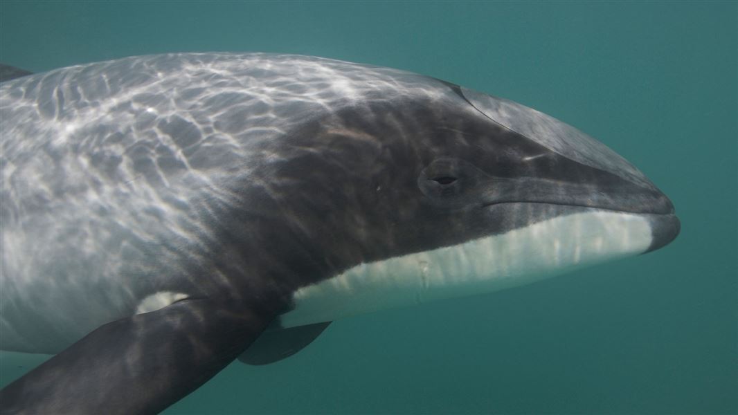 Public urged to help locate rare dolphin in Bay of Islands/Te ...