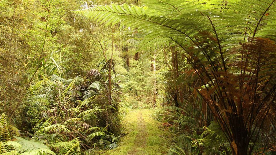Ōparara Valley Track: Walking and tramping in Kahurangi National Park ...