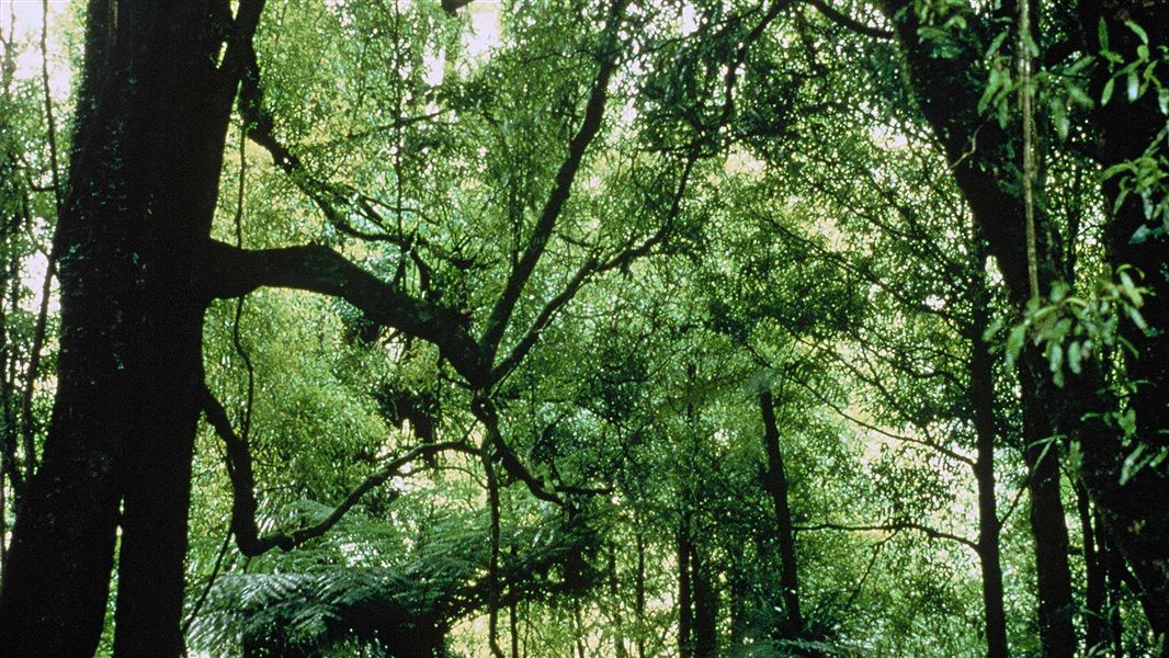 Mapara Track: Mapara Wildlife Management Reserve, Waikato region