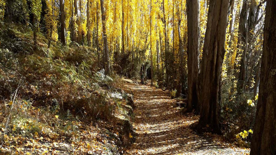 Outlet Track: Wānaka Area