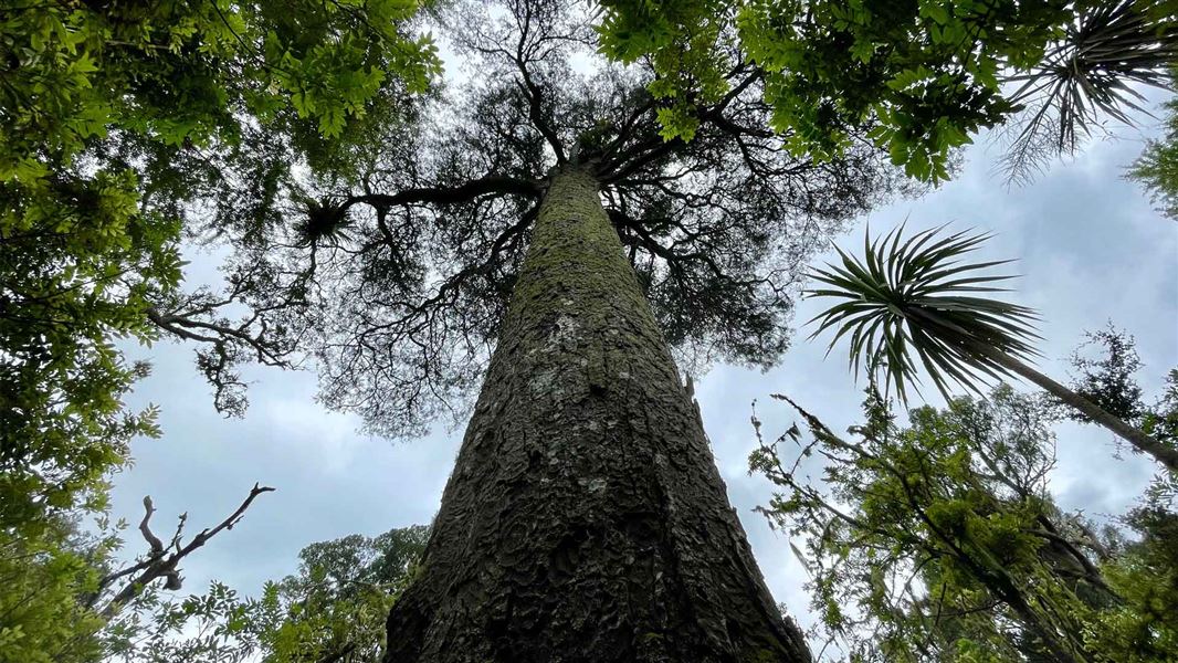 Gordon Park Loop Track: Gordon Park Scenic Reserve, Whanganui region