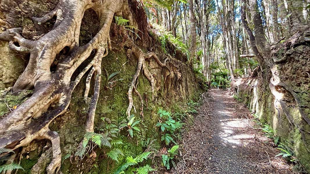 Long Hilly (Round Hill) Walking Track: Longwoods Forest Conservation Area