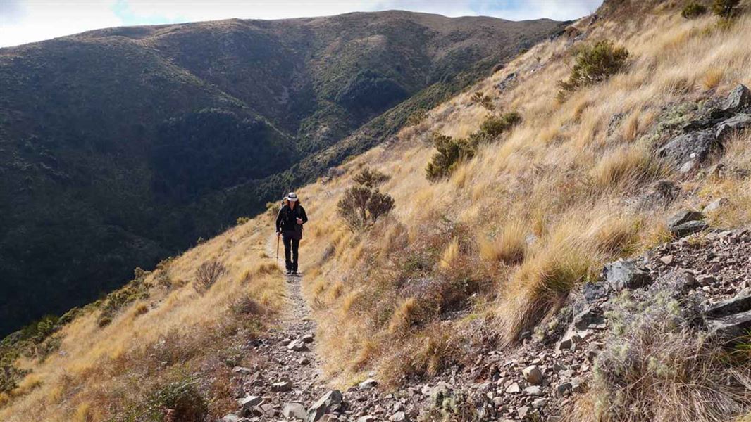 Red Beech Track: Mount Grey/Maukatere Conservation Area