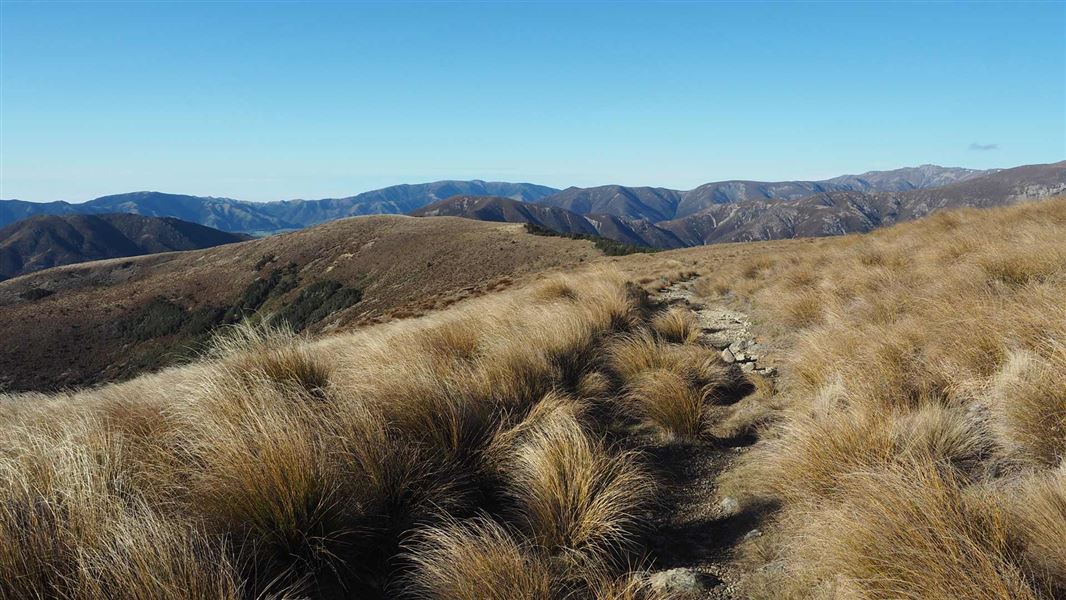 Tarn Hut tracks: Walking and tramping in Puketeraki Forest Conservation ...