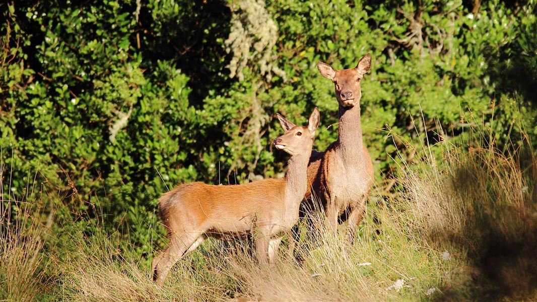 Call for deer sightings as removal operation gets underway: Media ...
