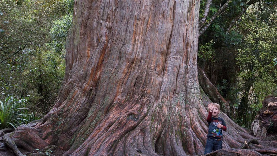 Big Tree Walk: Things to do in Peel Forest Park Scenic Reserve