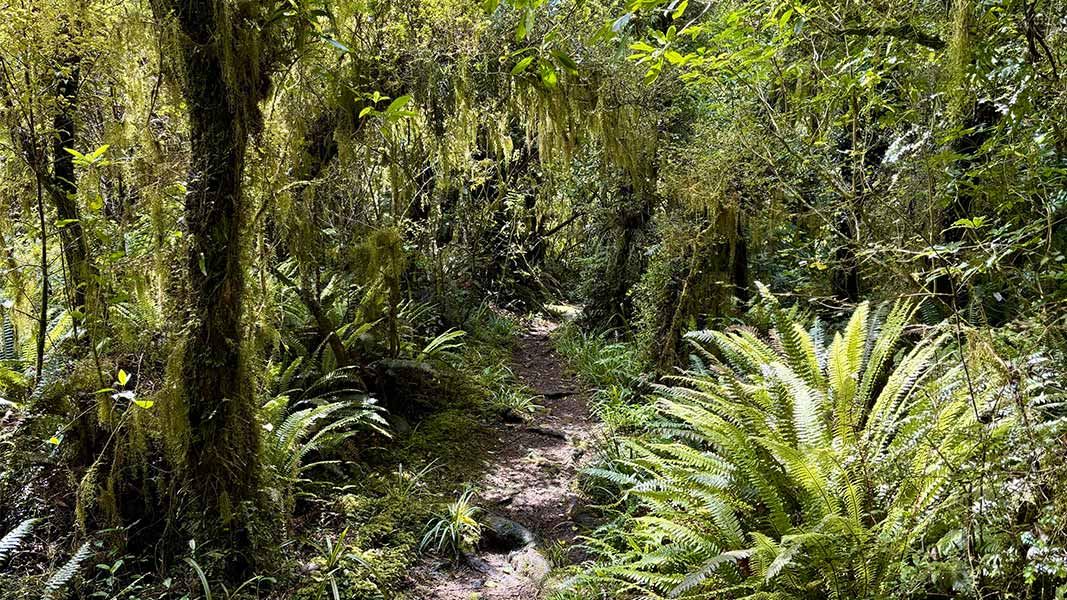 The Fern Walk: Things to do in Peel Forest Park Scenic Reserve