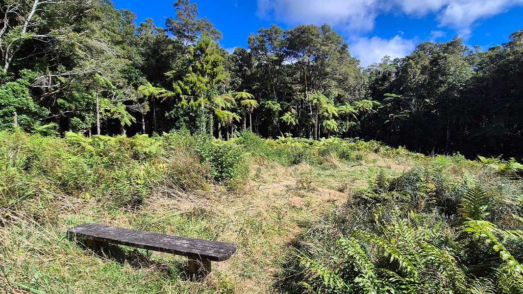 Central Clearing Campsite: Bell Track, Pirongia Forest Park