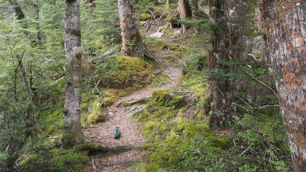 Glacier Burn Track: Glenorchy area, Otago region