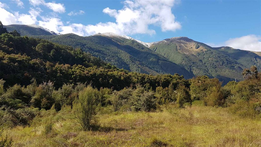 Tui Track: Walking and tramping in Lake Sumner Forest Park, Canterbury ...
