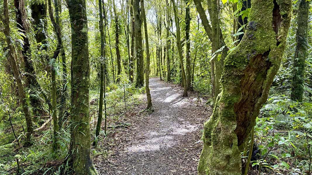Ballance Loop Track: Manawatu Gorge Scenic Reserve, Manawatu region