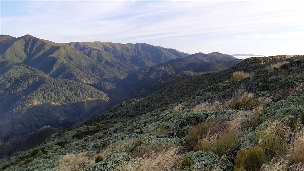 Wild deer management in Ruahine Forest Park: Managing introduced wild ...