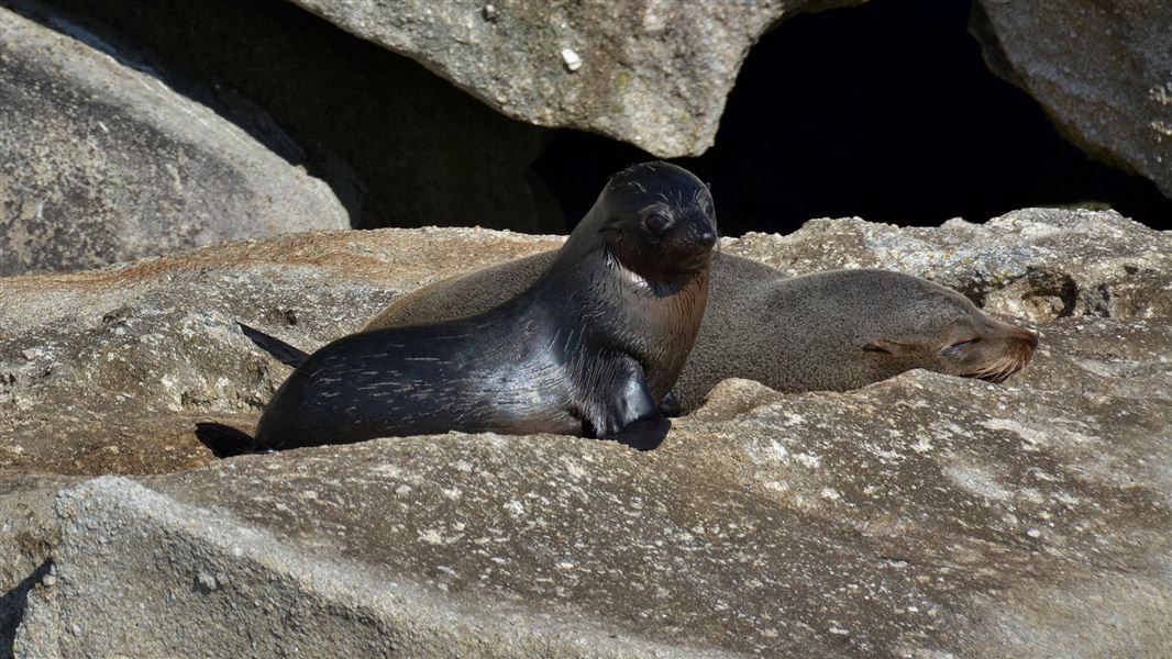 What to do if you find a seal