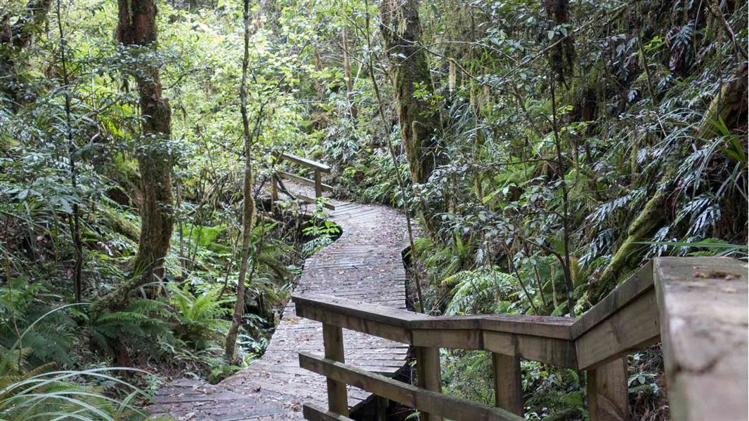 Taurewa Track: Tongariro Forest Conservation Area
