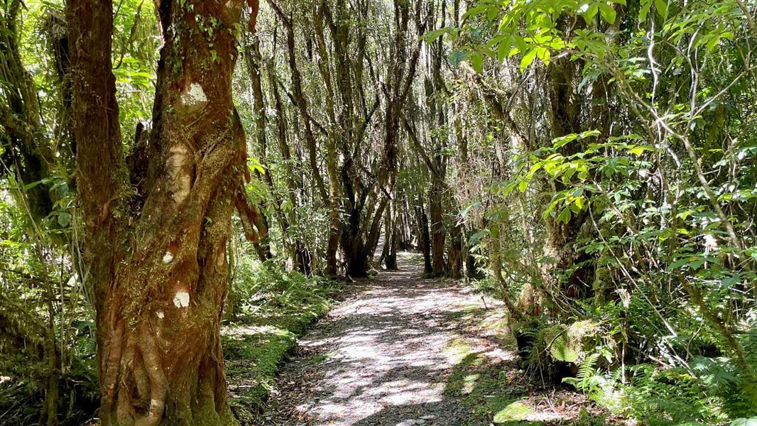 Terrace Walk: Westland Tai Poutini National Park, West Coast region
