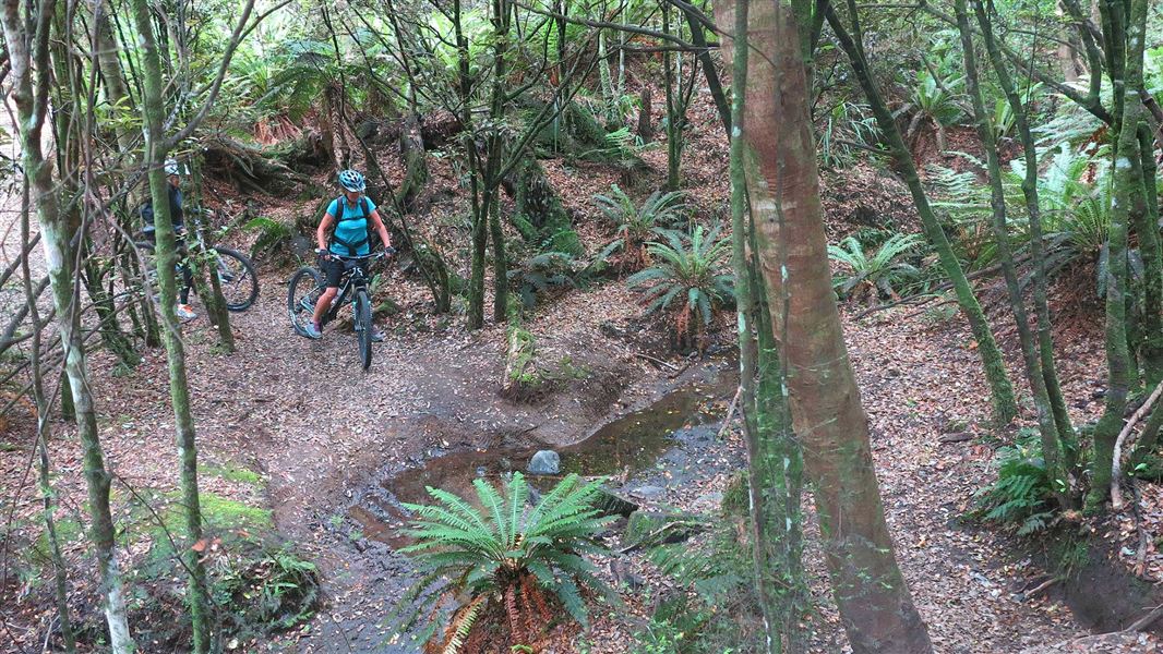 Tree Trunk Gorge tracks: Kaimanawa Forest Park, Central North Island