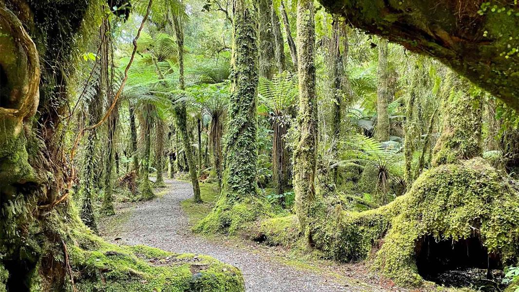 Minnehaha Walk: Westland Tai Poutini National Park, West Coast region