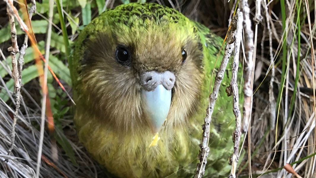 Adopt a kākāpō: Kākāpō Recovery