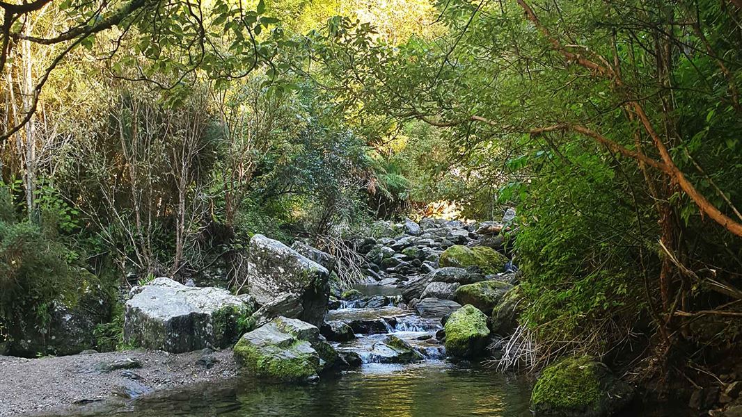 Woodside Glen Walk: Otago