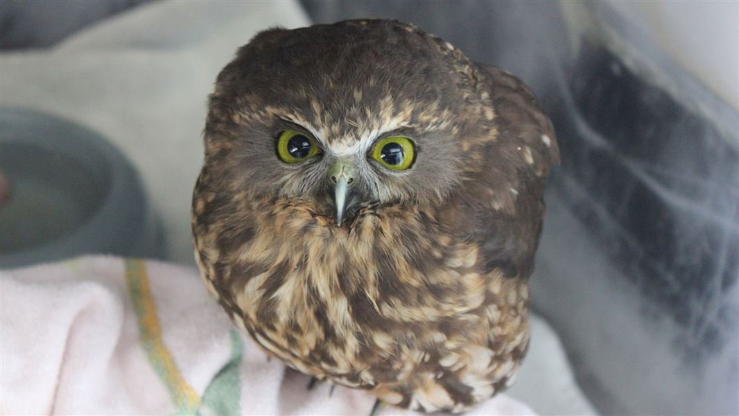 Watch out for ruru/morepork: Media release 24 June 2025