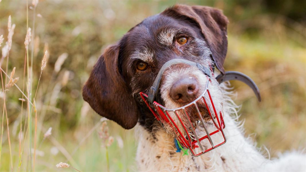 Conservation Dogs Programme: Our work