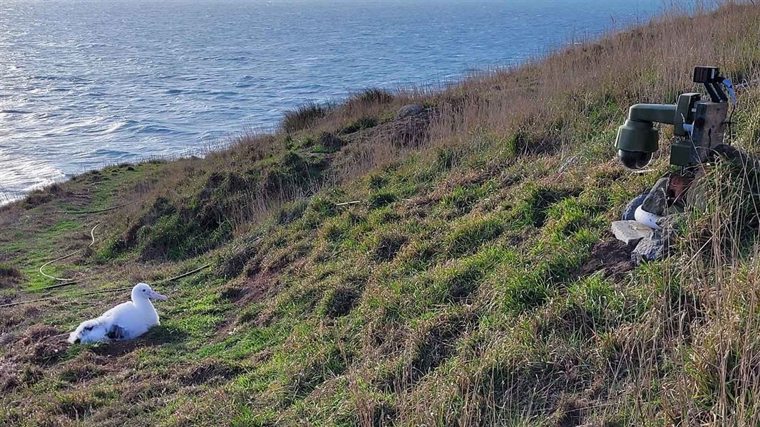 How we manage the Royal Cam camera