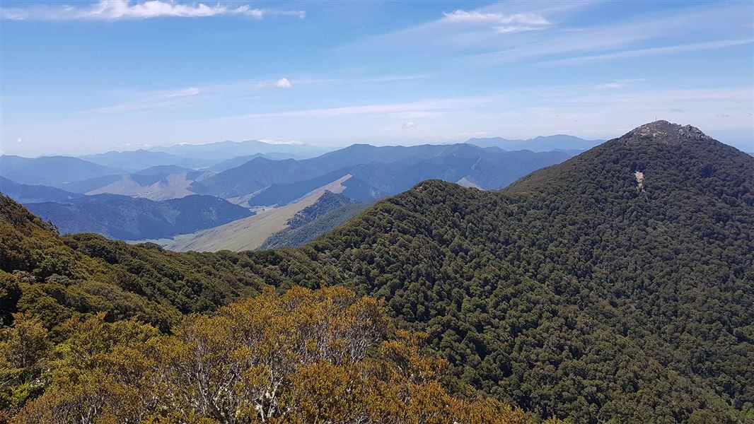 Mt Sunday/Mt Riley Track: Mount Richmond Forest Park
