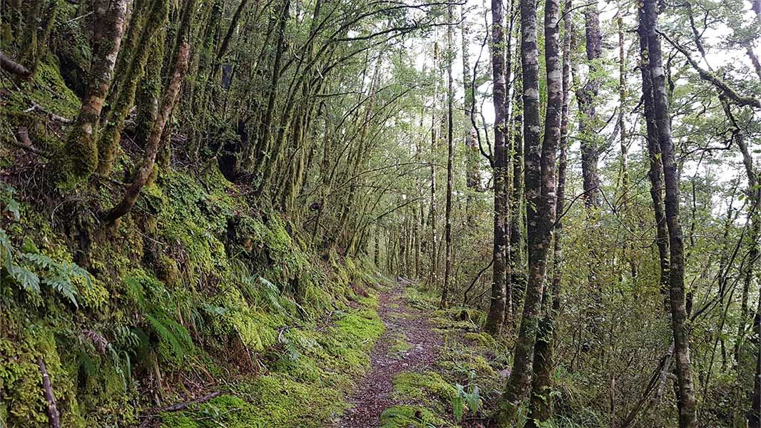 Waiuta to Big River Track: Victoria Forest Park, West Coast region