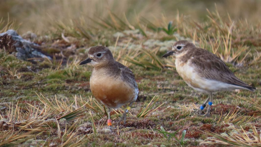 Southern New Zealand dotterel/pukunui: Birds A-Z
