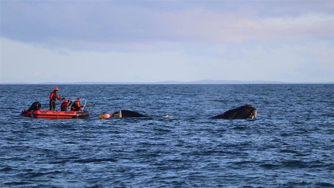 Entangled whale freed: Media release 3 June 2026