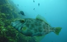 Auckland Islands - Motu Maha Marine Reserve: Subantartic islands places ...