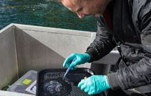 Research and collection: Apply for permits