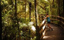 Kaniwhaniwha Campsite: Pirongia Forest Park, Waikato